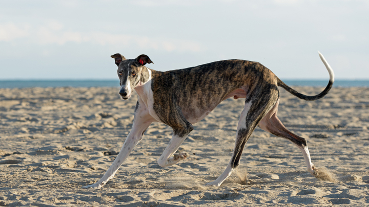 Why you should consider a greyhound for your next pet - Starts at 60