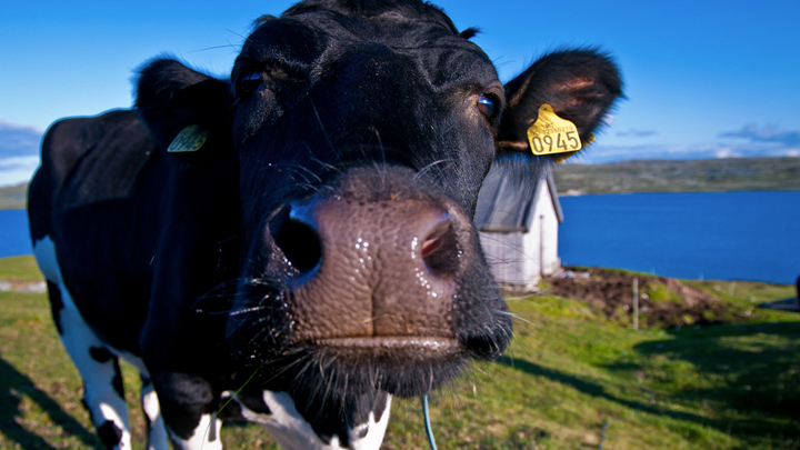 Funny: What’s your beef? - Starts at 60 Funny: What’s your beef? - Starts at 60