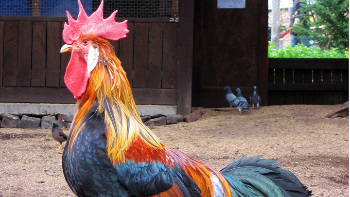 The wise old rooster - Starts at 60