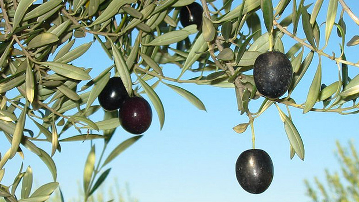 The olive… Health’s best kept secret - Starts at 60