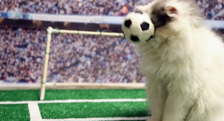 Cats playing soccer - Starts at 60