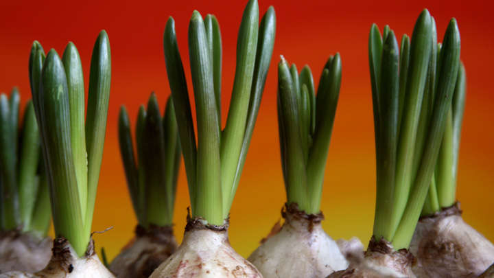 Tips to give you the best blooming bulbs ever - Starts at 60