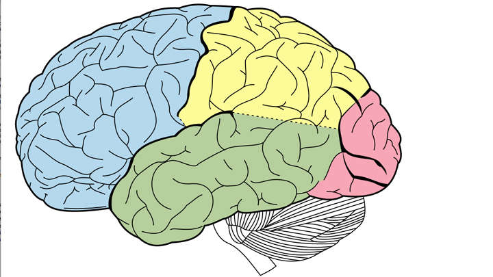 Your brain… Size does matter! - Starts at 60