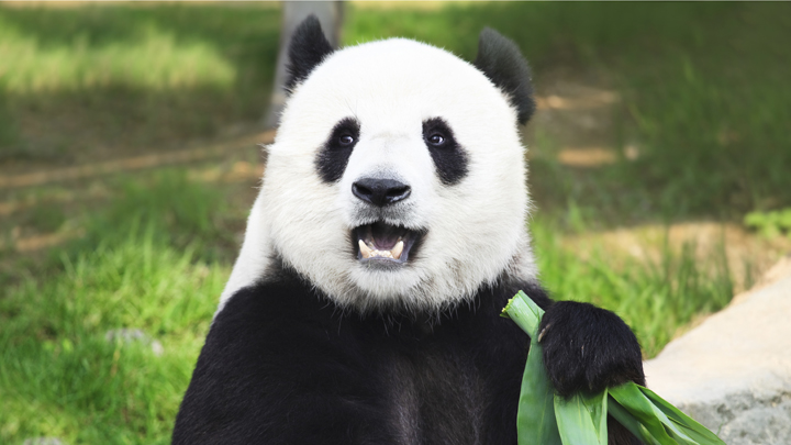 A panda walks into a bar - Starts at 60