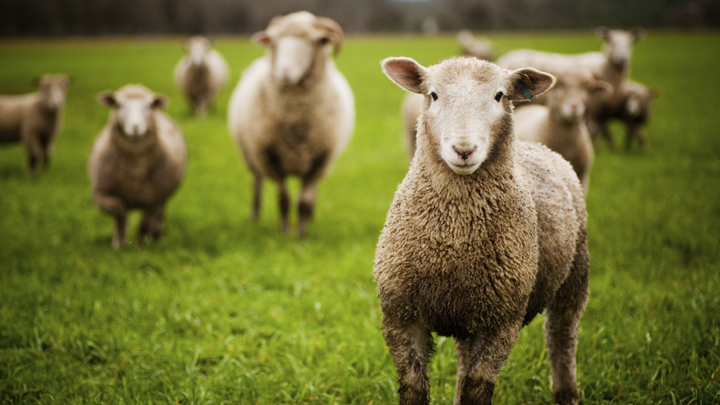 Tobe Frank: We’re all sheep - Starts at 60