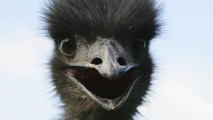 Daily Joke: The truckie and the emu - Starts at 60
