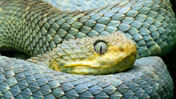 The snake’s real identity - Starts at 60