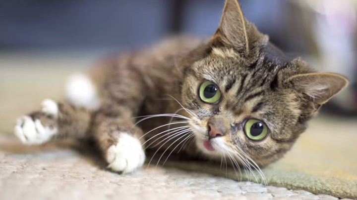 The best pets of the internet - Starts at 60