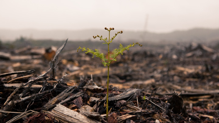 Deforestation is happening right at our door step - Starts at 60
