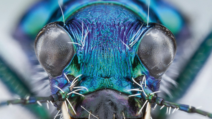 Insect life, up close and personal - Starts at 60