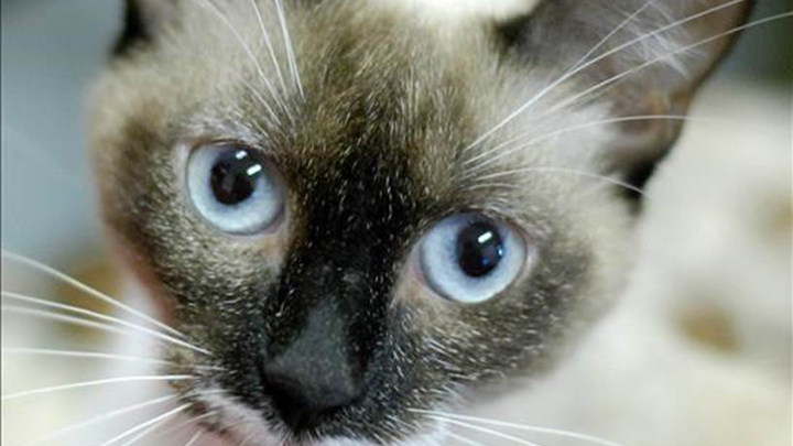 A beautiful shy cat is looking for a permanent home - Starts at 60