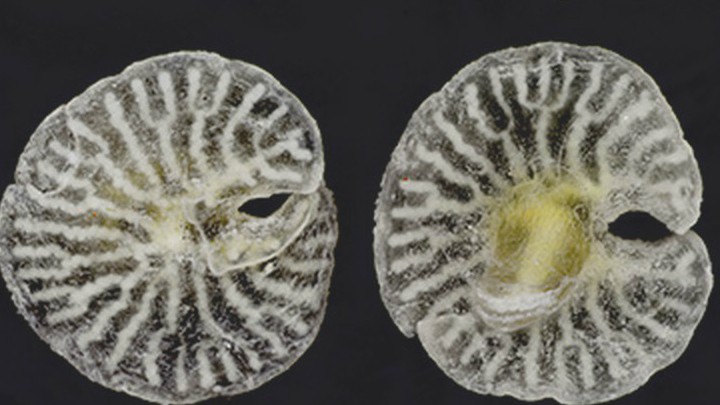 Top 10 new species unveiled - Starts at 60