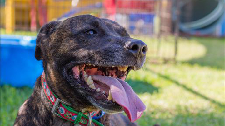 This happy staffy just loves life! - Starts at 60