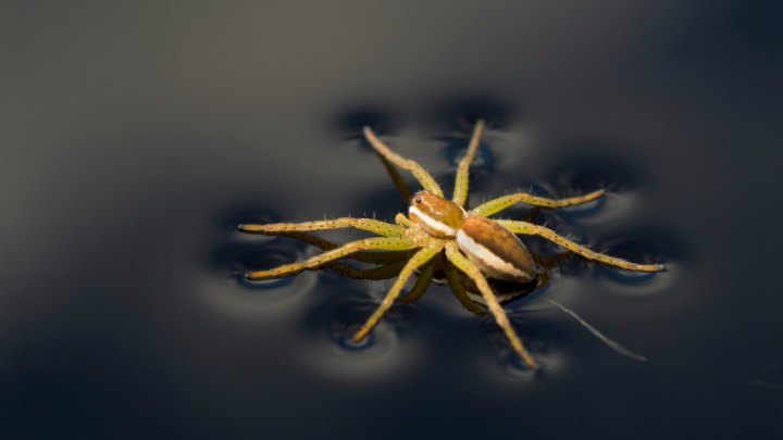 Now that’s freaky: the secret skills of spiders - Starts at 60