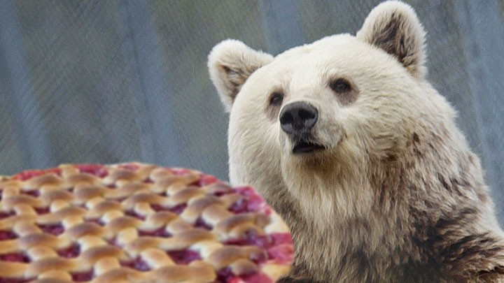 What happens when a pie-loving bear breaks into a bakery? - Starts at 60