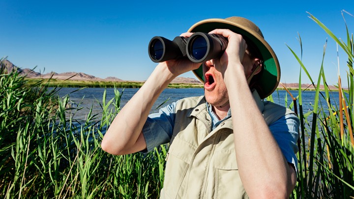 Birdwatchers rejoice! The Elvis of birds has been sighted! - Starts at 60