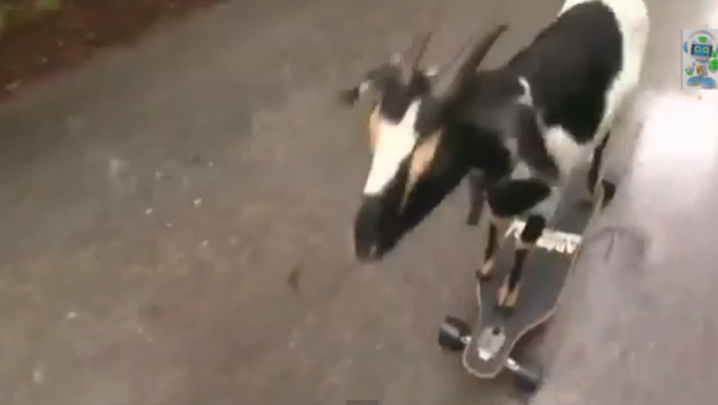 Funny: Skateboarding goat wins world record - Starts at 60