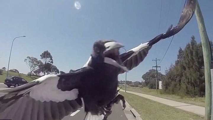 Magpie swooping season begins. Do you live in a “danger zone”? - Starts ...