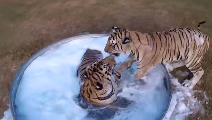 These tigers really do love a bubble bath - Starts at 60