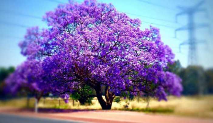 The most beautiful pictures of Jacarandas shared on the Internet ...