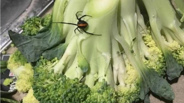 Woolworths removes broccoli from shelves after mulitple redbacks found ...