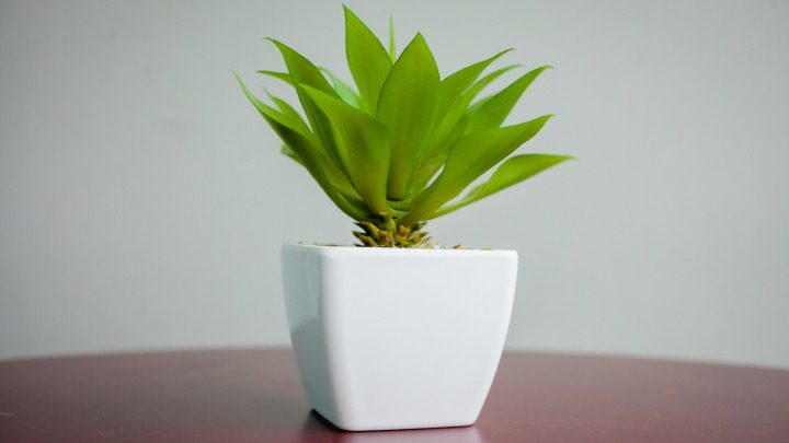The plant that can charge your mobile phone - Starts at 60