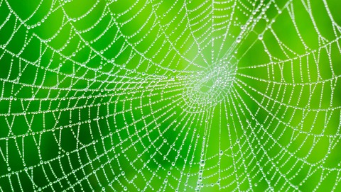 Spider-proof your house and garden - Starts at 60