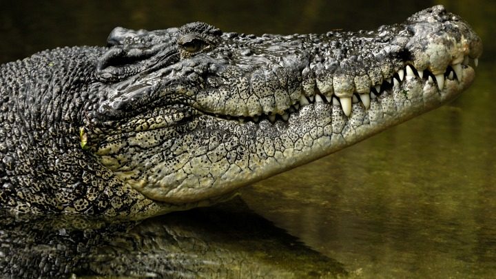Is culling really the answer to stopping croc attacks? - Starts at 60