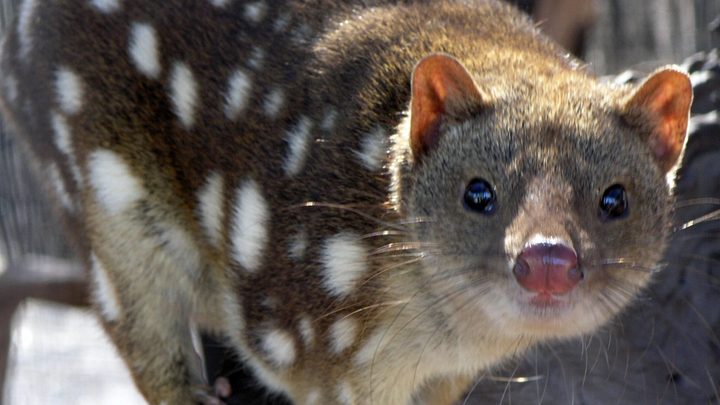 Has a new Australian marsupial been discovered? - Starts at 60