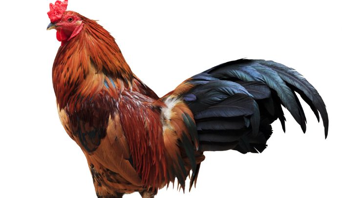 Stud rooster learns that wisdom trumps youth - Starts at 60