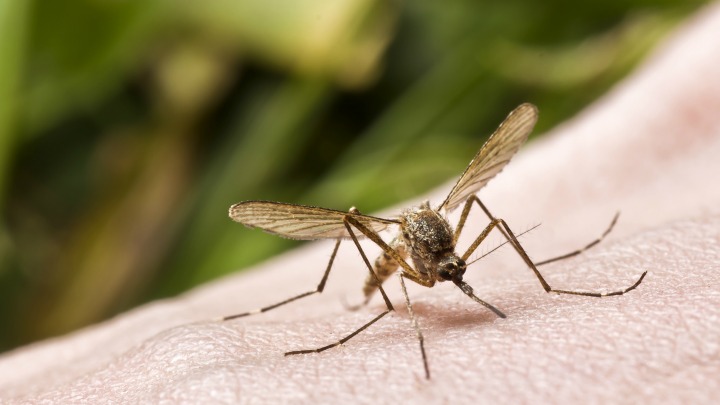 The nine plants that bug your bugs … including mozzies - Starts at 60