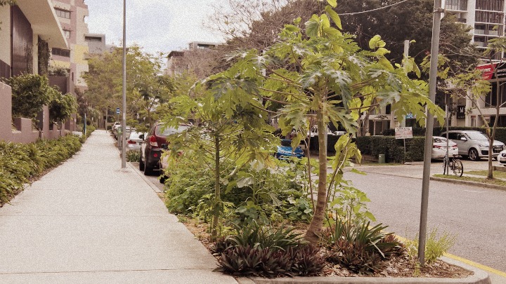 Community spirit to grow in the garden on the footpath - Starts at 60