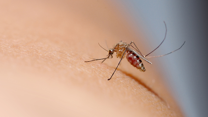 Brace yourselves: a new mosquito plague is coming to Australia - Starts ...
