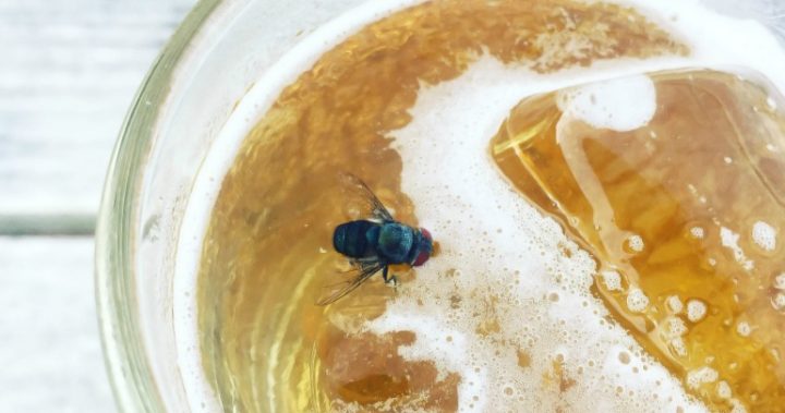 Flies in the beer - Starts at 60