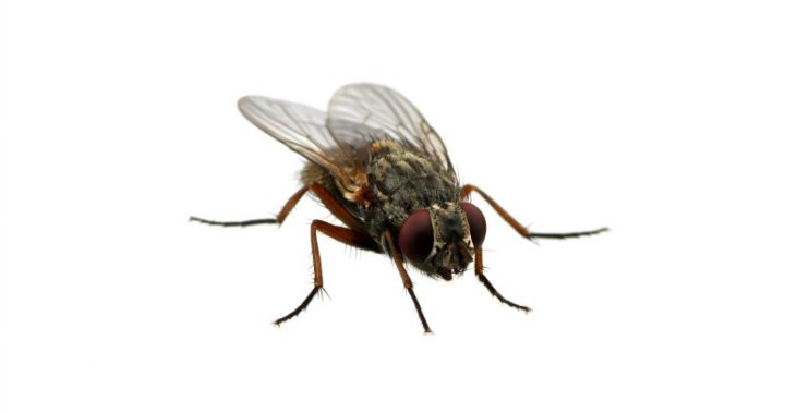 Stop those pesky flies from buzzing around your Christmas lunch ...