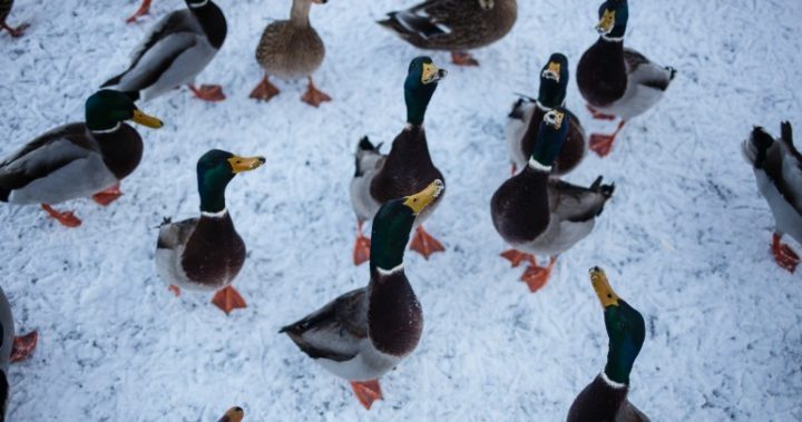 Ducks in heaven - Starts at 60
