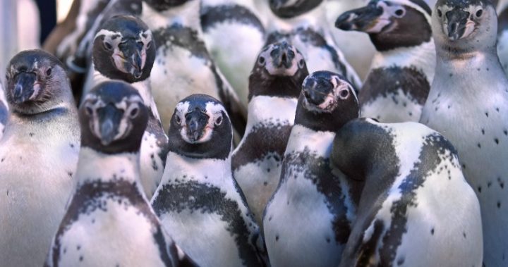 Penguins on parade show off their festive season spirit - Starts at 60