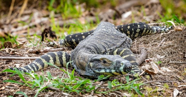 What are you goanna do when faced with wildlife? - Starts at 60