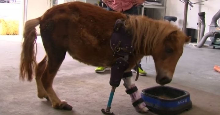 Adorable animals plus human ingenuity equals one great video - Starts at 60