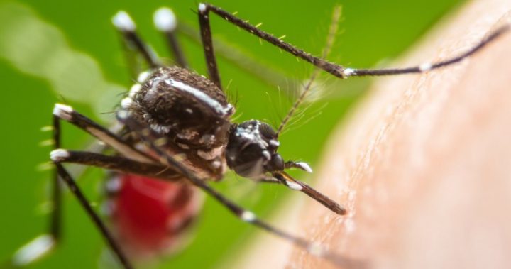 A baby mosquito went for its first solo flight … - Starts at 60