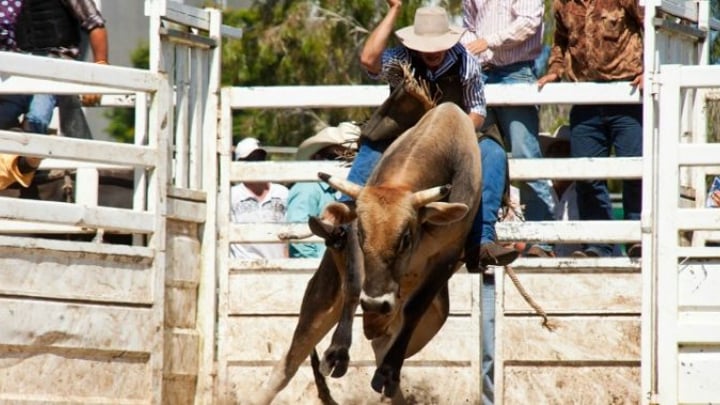 Professional bull riding is pure adrenaline, even for spectators ...