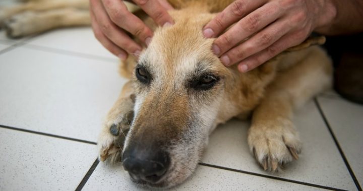 Watch your pet for these warning signs of deadly tick-bite paralysis ...