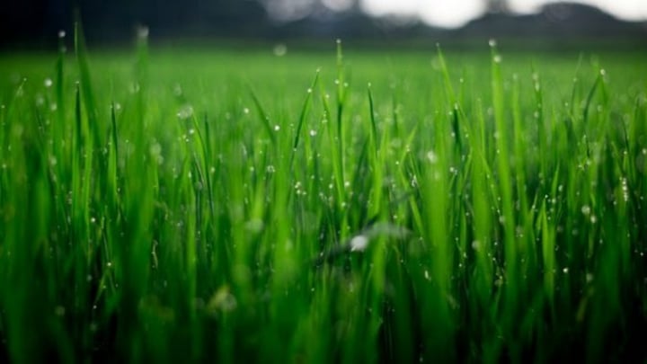 Peeing in the garden is a thing. Here’s why you should do it - Starts at 60