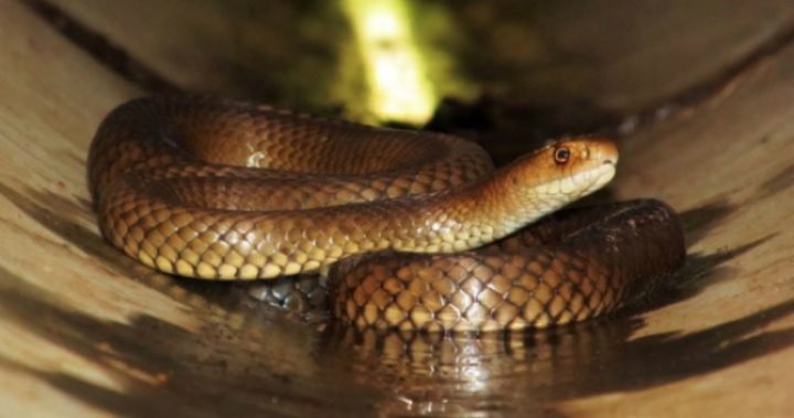 Man ‘dies from brown snake bite’ while trying to protect his dog ...