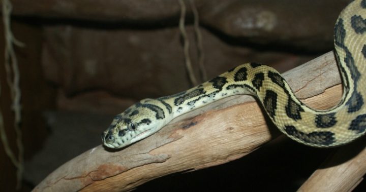 What to do when you wake up to a snake in your bedroom - Starts at 60