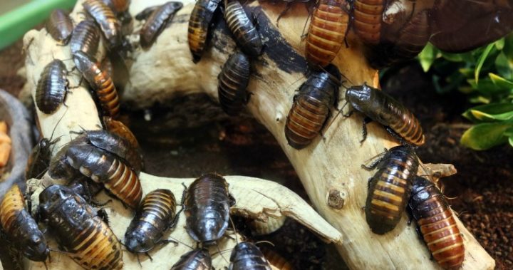 Cock-pocalypse now? Chinese farm breeds 6 BILLION roaches a year ...