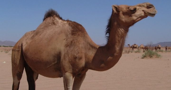 Camel milk on the rise in Australia, bringing ‘huge health benefits ...