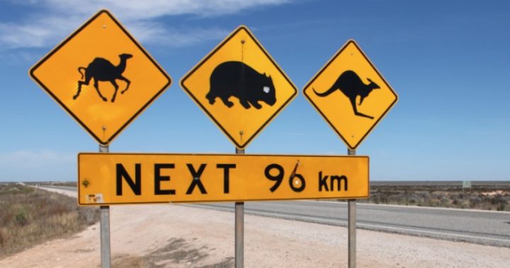 What to do if you hit a roo: ABC reveals surprising advice for drivers ...