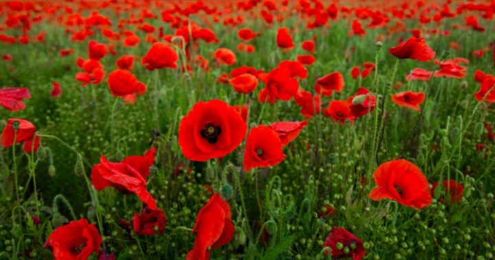 Australian War Memorial under fire over new ‘tacky’ car poppies ...