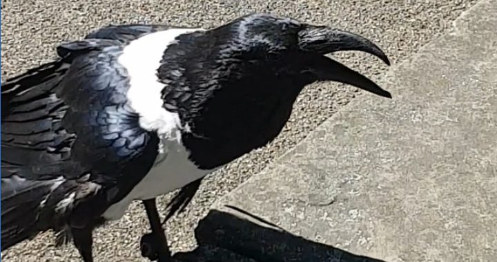 Bizarre moment talking crow greets tourist with ‘Y’alright love ...